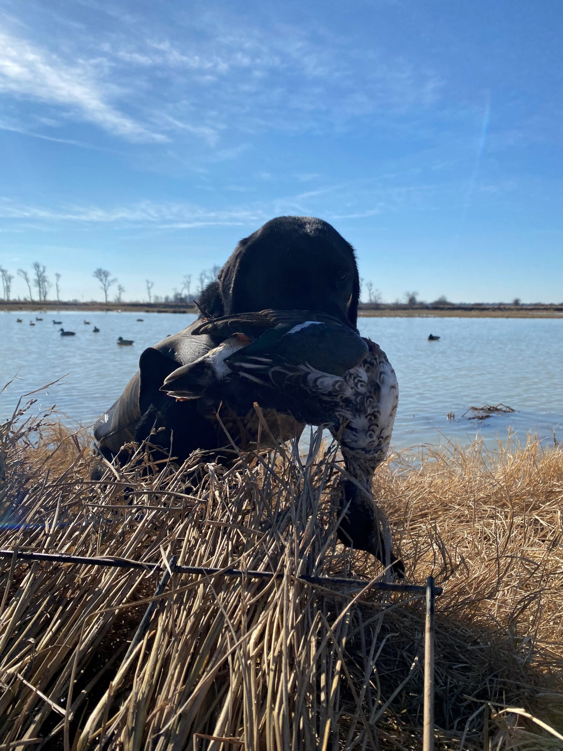 Duck Hunting – Holt Construction Group